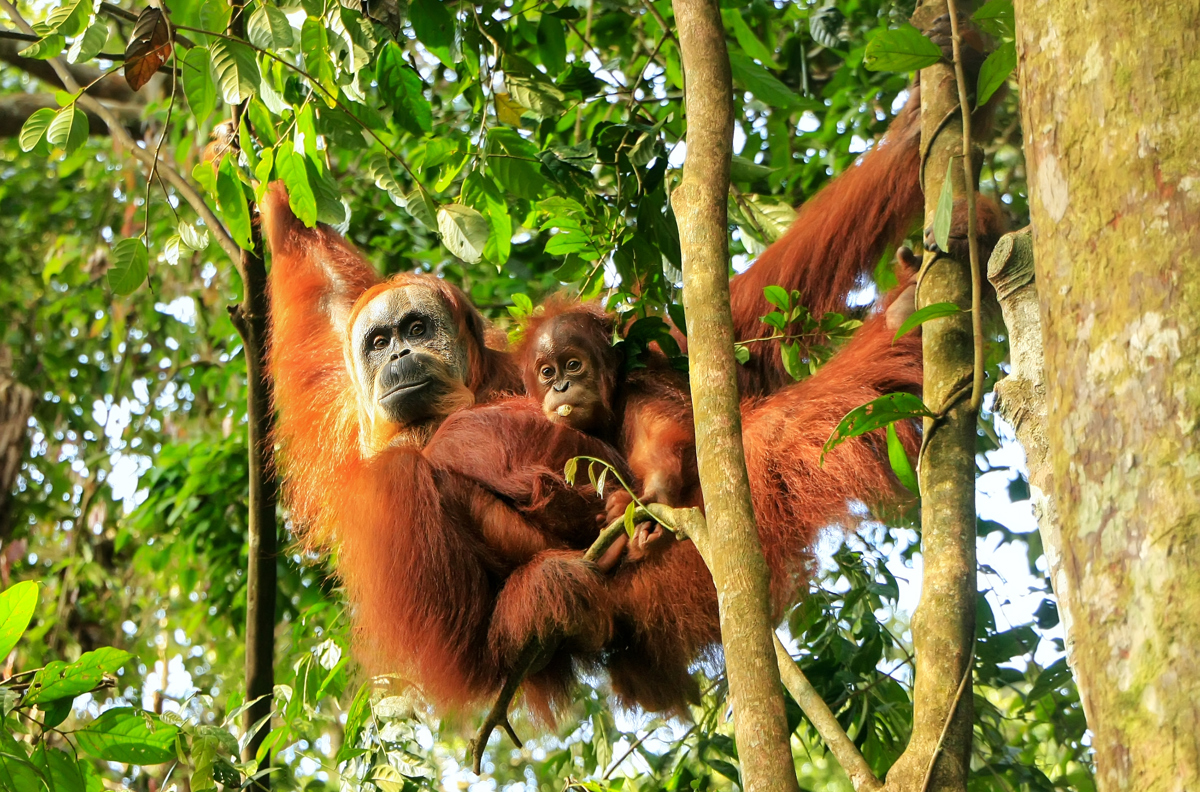 Rejse til Sumatra, Java og Bali | Rejs til spektakulær natur og kultur ...