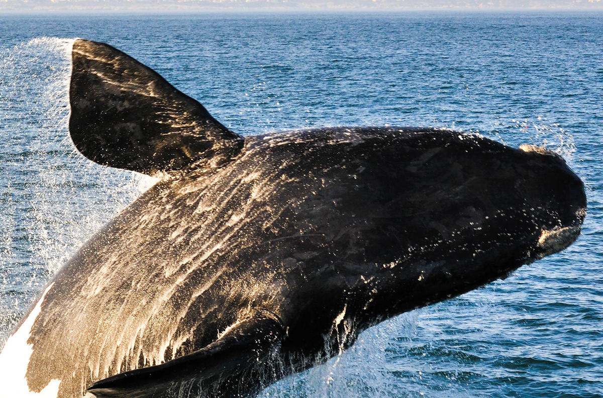Bådtur med hvalobservation | Oplev hvalerne ud for Hermanus. Se her!