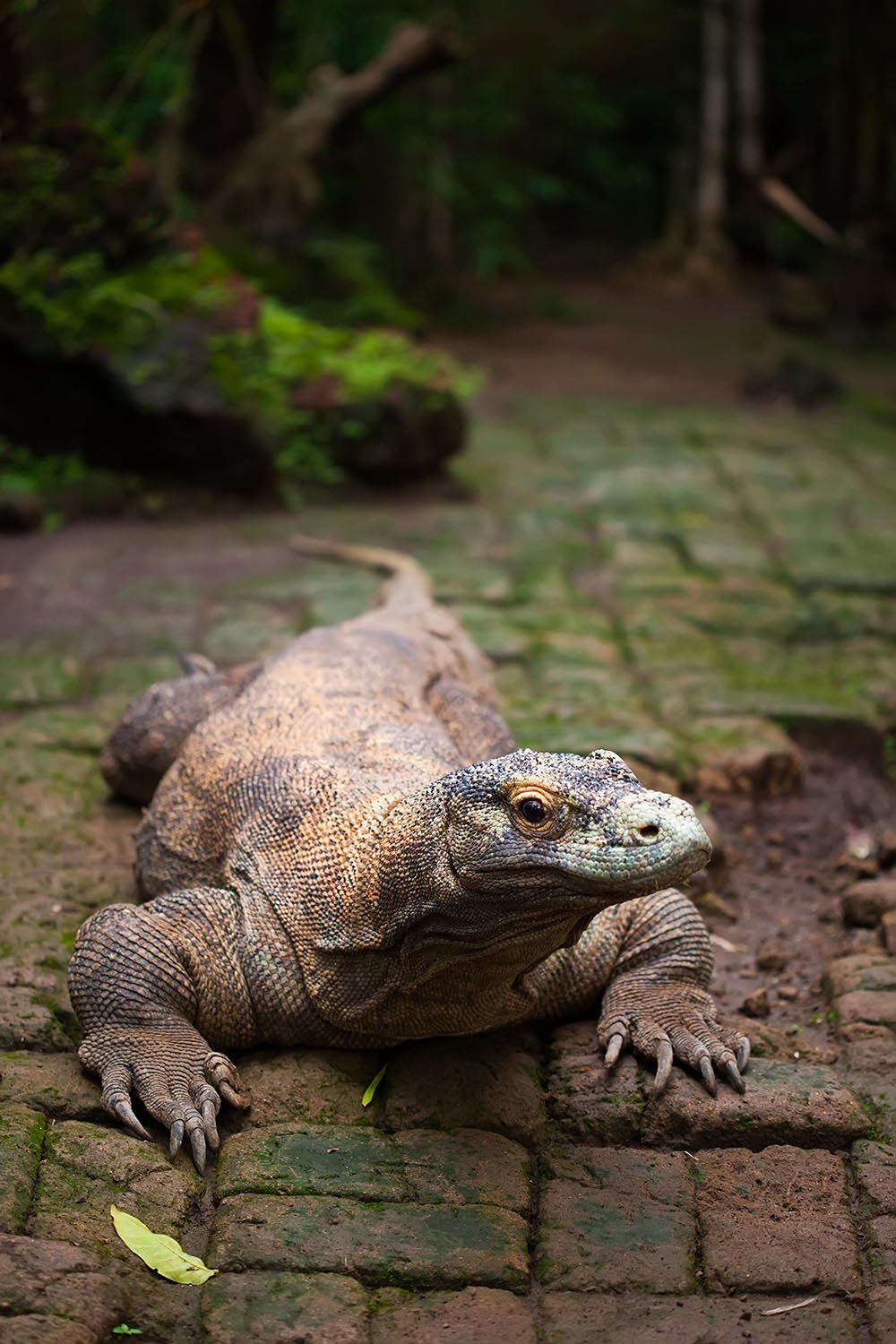 Komodo & Flores Udflugtspakke: En Oplevelsesrig Rejse