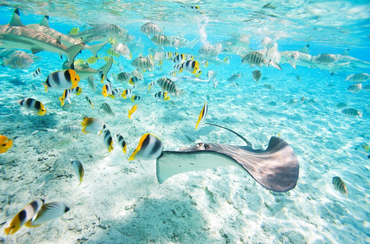 Vejret i Fransk Polynesien - hvornår er det bedst?